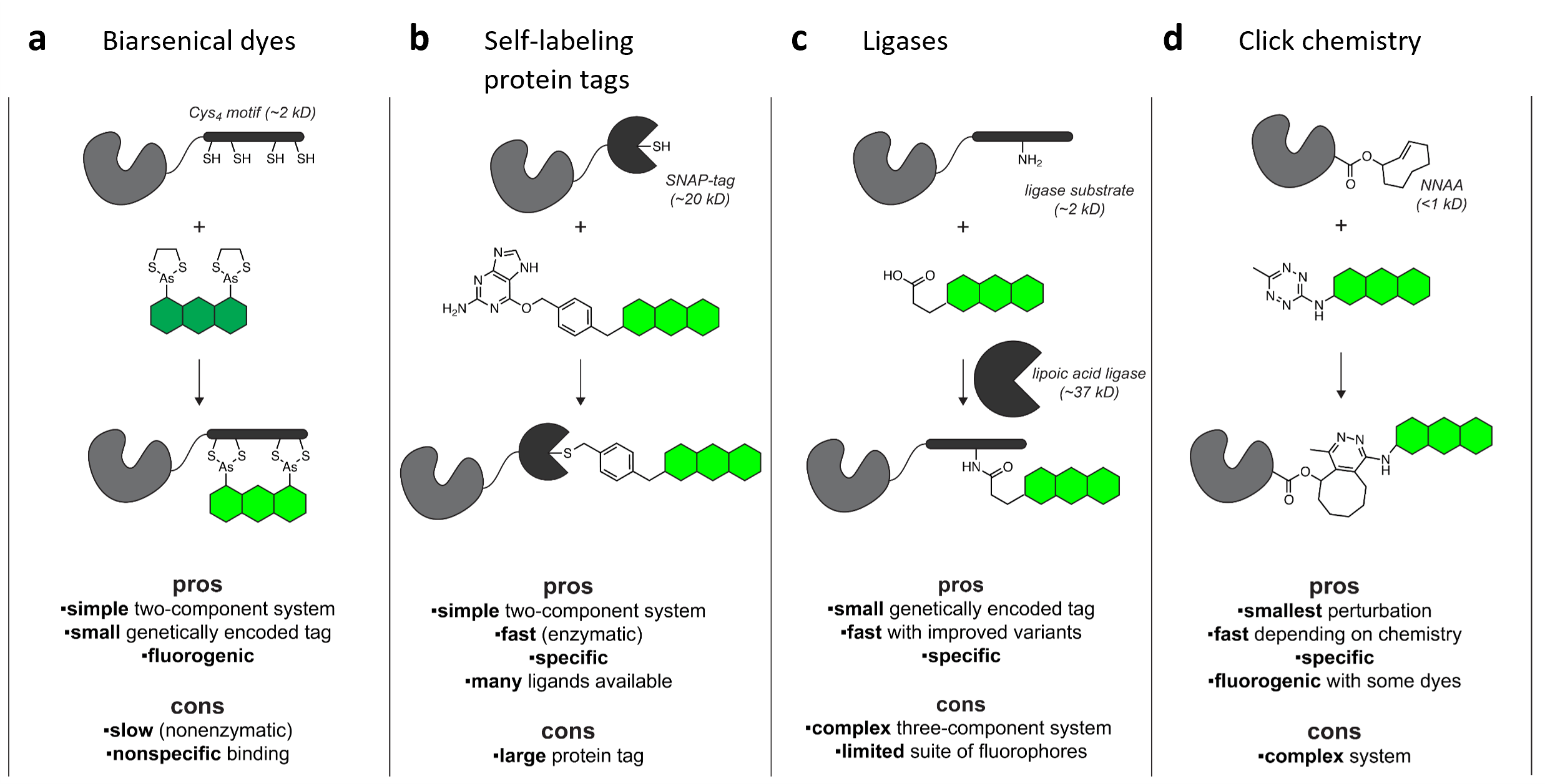 Live and Let Dye: Self-Labeling Protein Tags